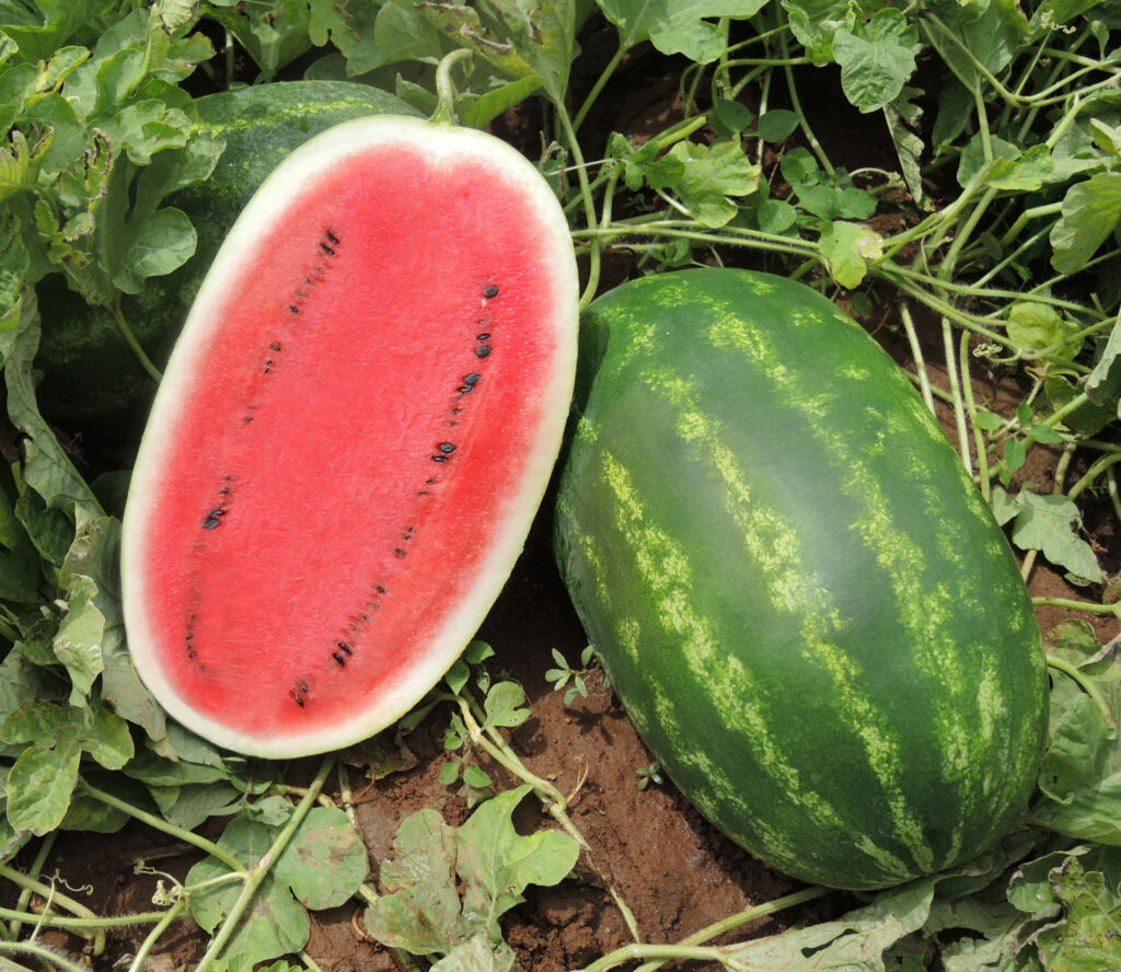Watermelon Archives - USA