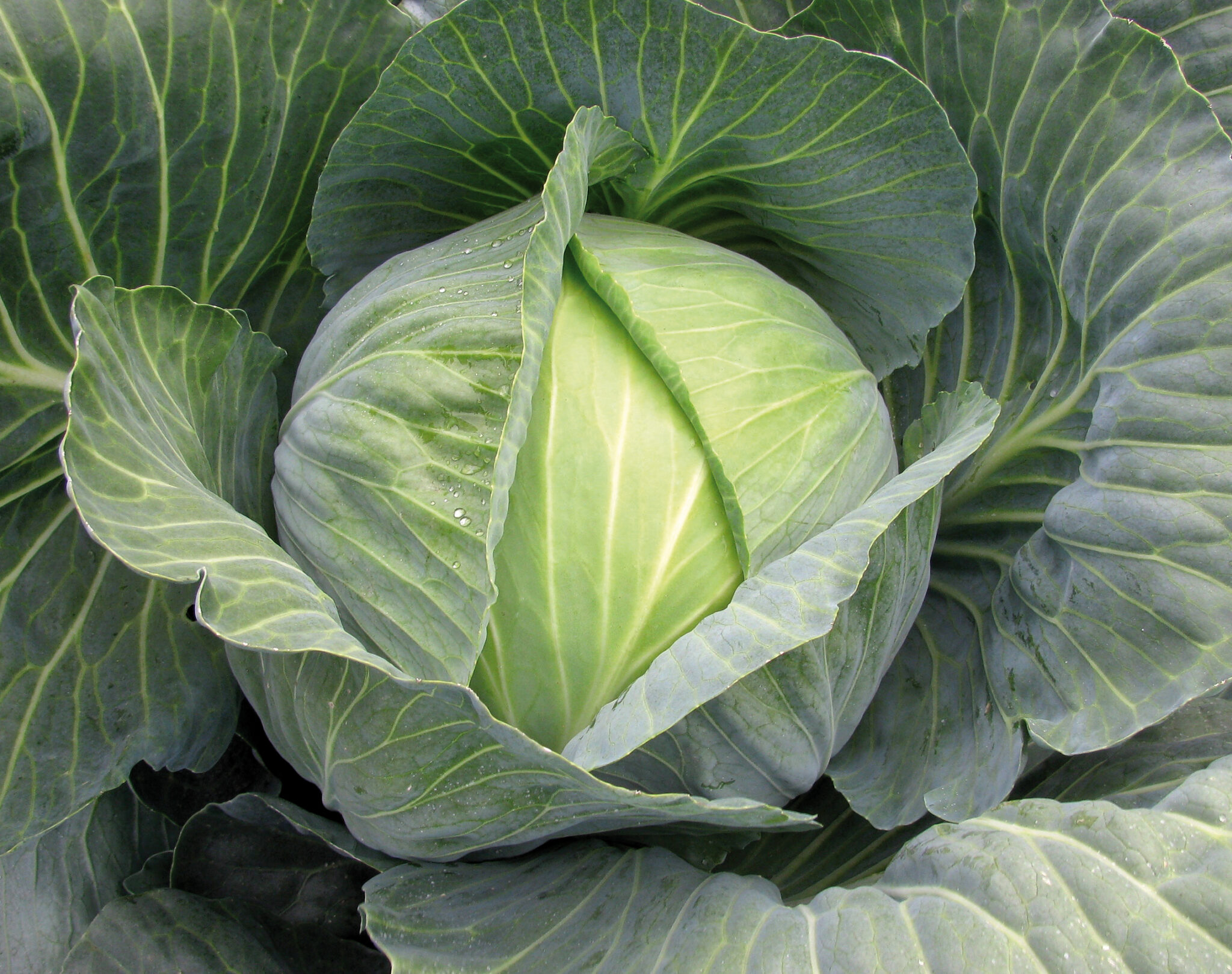 Cabbage Archives - USA