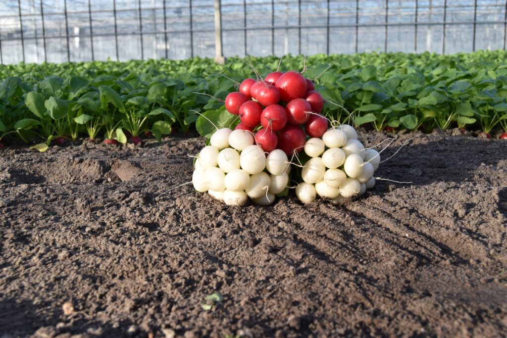 Hazera Innovates Hybrid Round Radish Varieties - USA