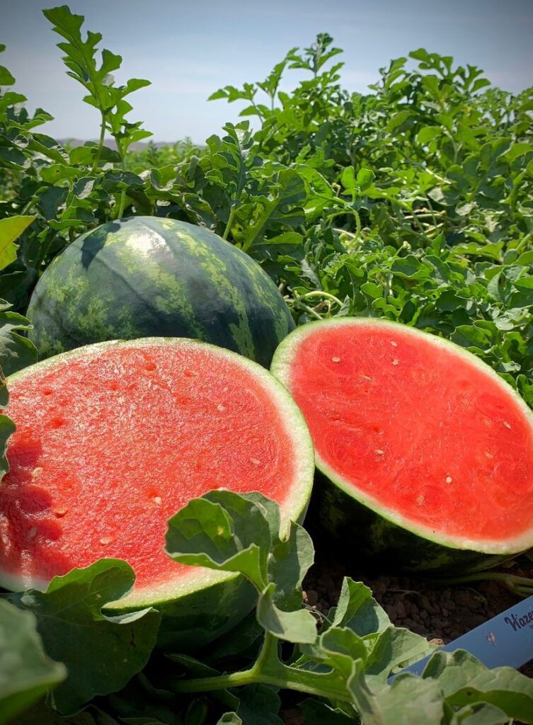 Watermelon Archives - USA