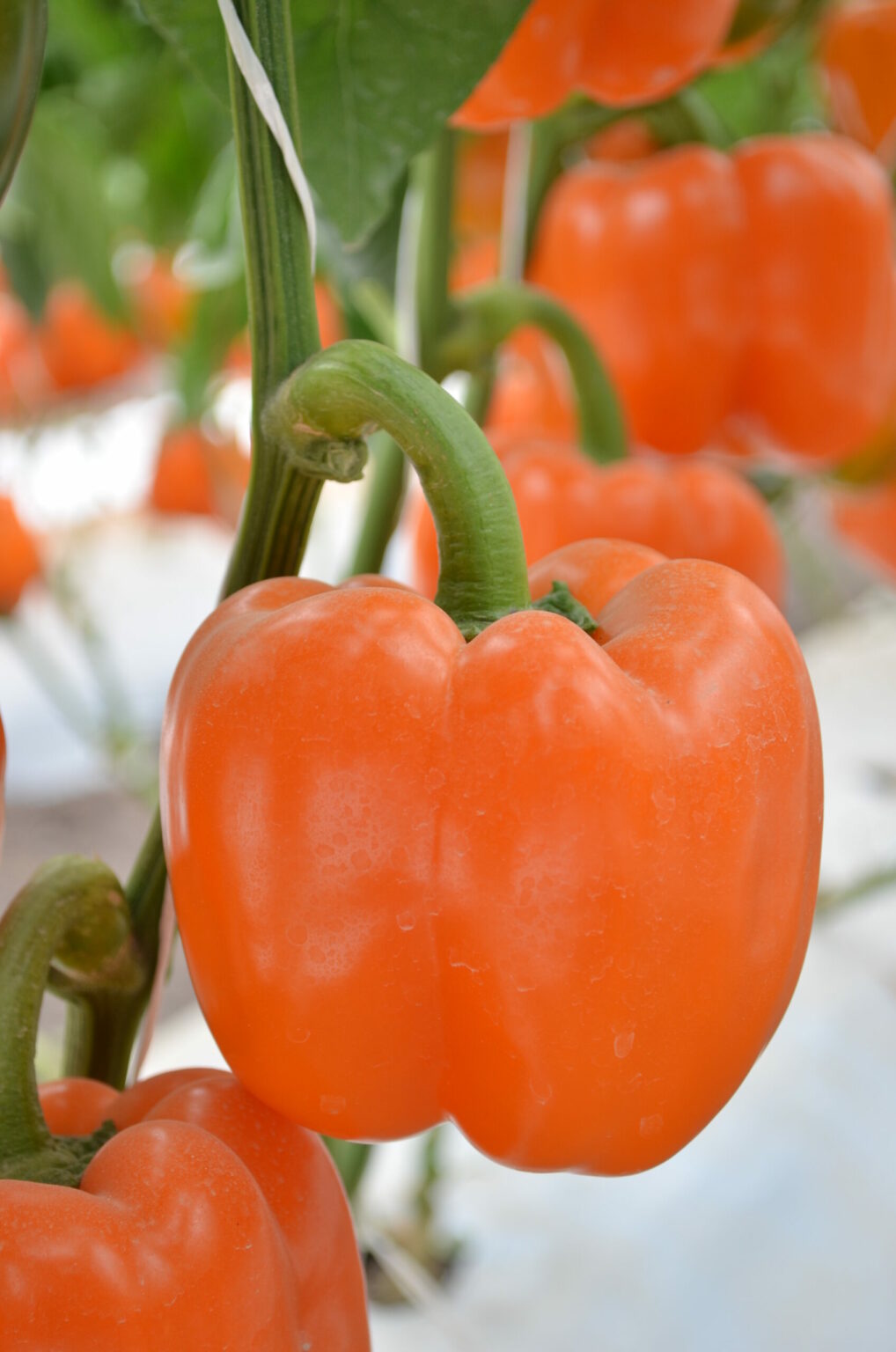 Pepper Archives - USA