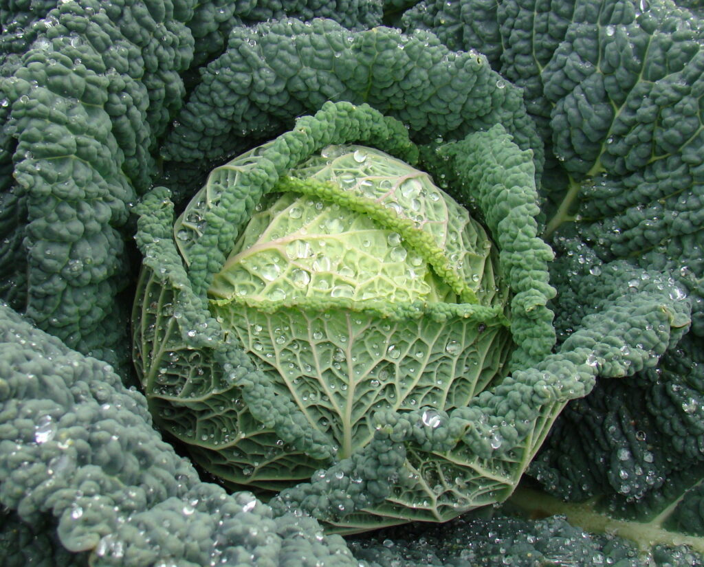 Cabbage Archives - USA