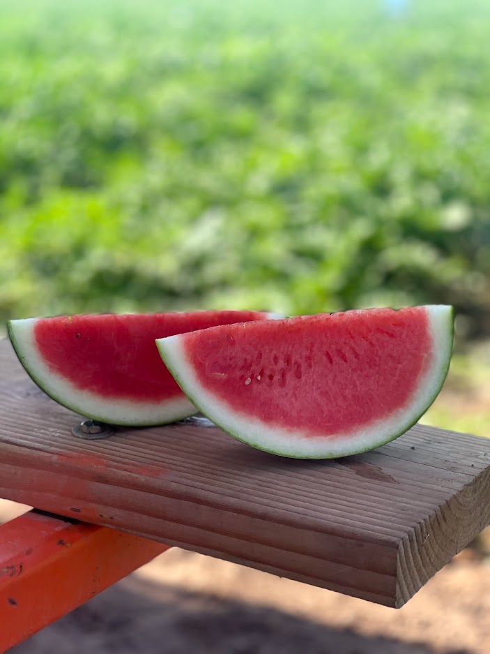 1st Watermelon Field Day - Yuma Arizona - USA