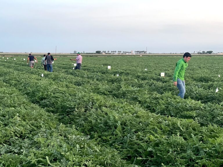 1st Watermelon Field Day - Yuma Arizona - USA