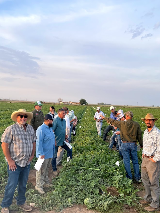 1st Watermelon Field Day - Yuma Arizona - USA