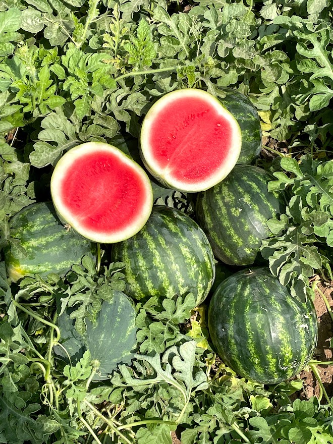 1st Watermelon Field Day - Yuma Arizona - USA