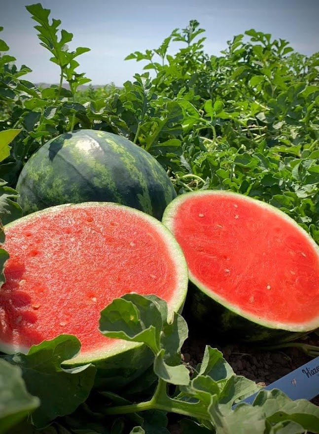 1st Watermelon Field Day - Yuma Arizona - USA