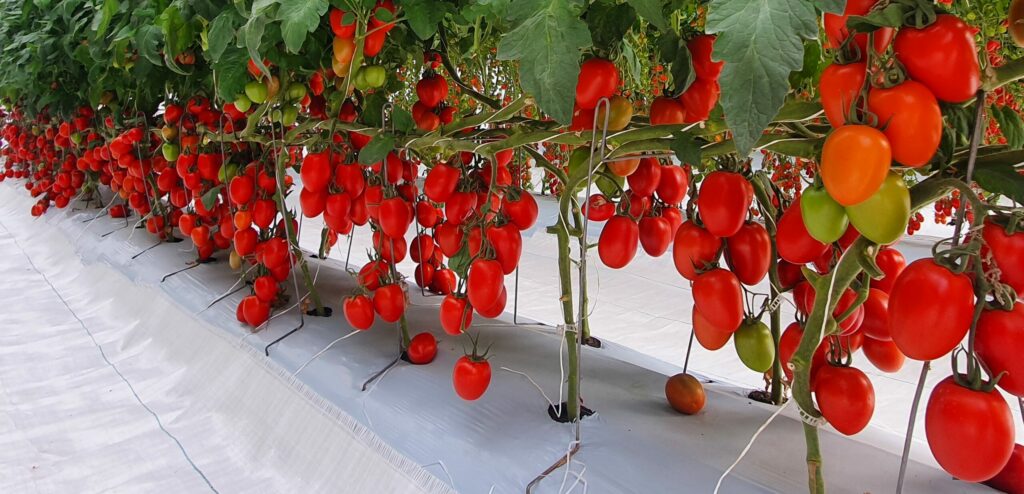 Hazera launches ToBRFV resistant varieties in Mexico - USA