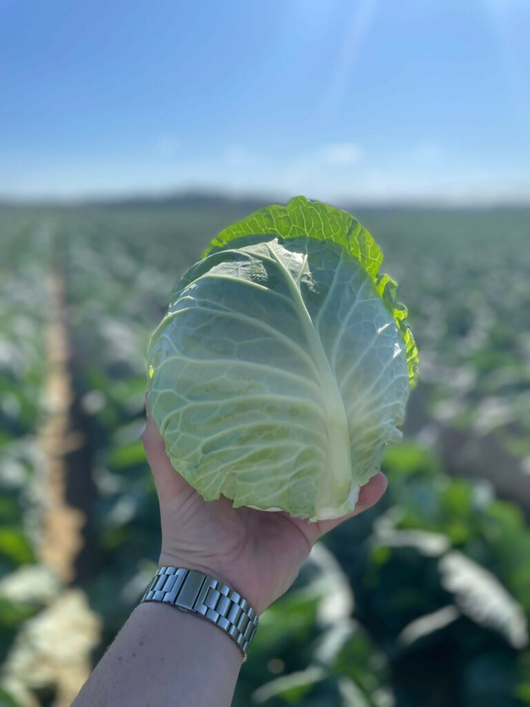 Cabbage Archives - USA