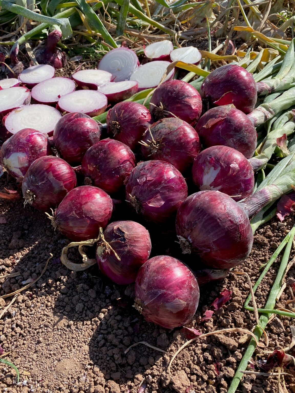 The future of onion is here- annual onion week tour in Brawley - USA