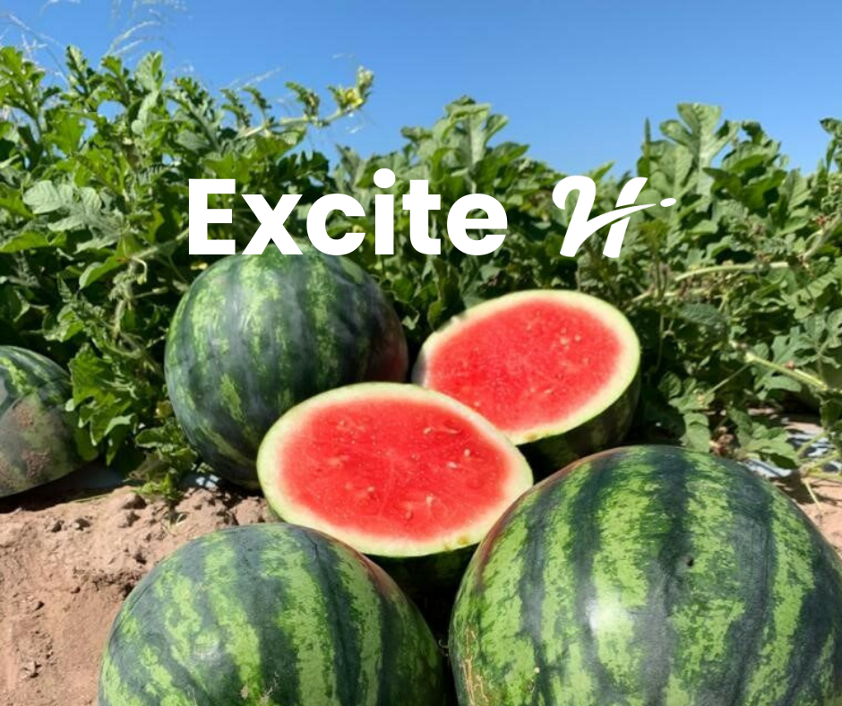 Excite-ing year in Review - USA