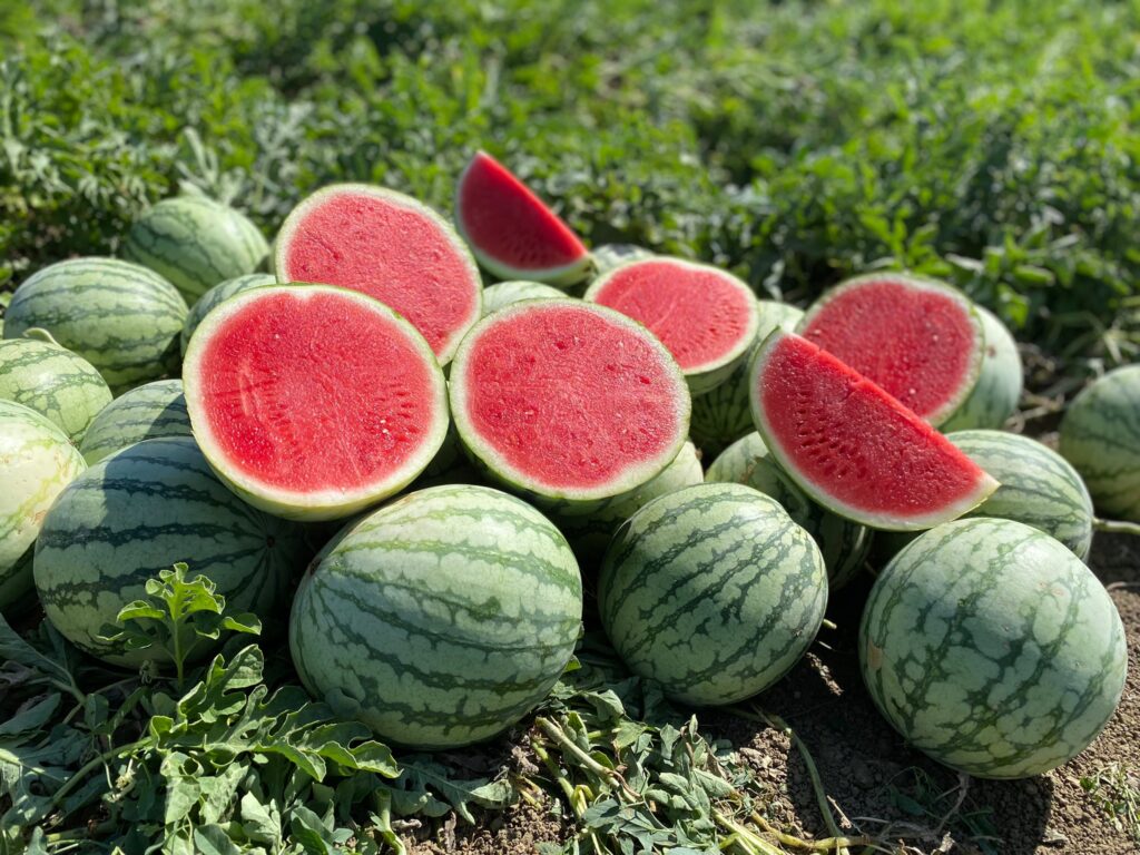 Rediscover the Taste of Tradition with Hazera's Watermelons - USA