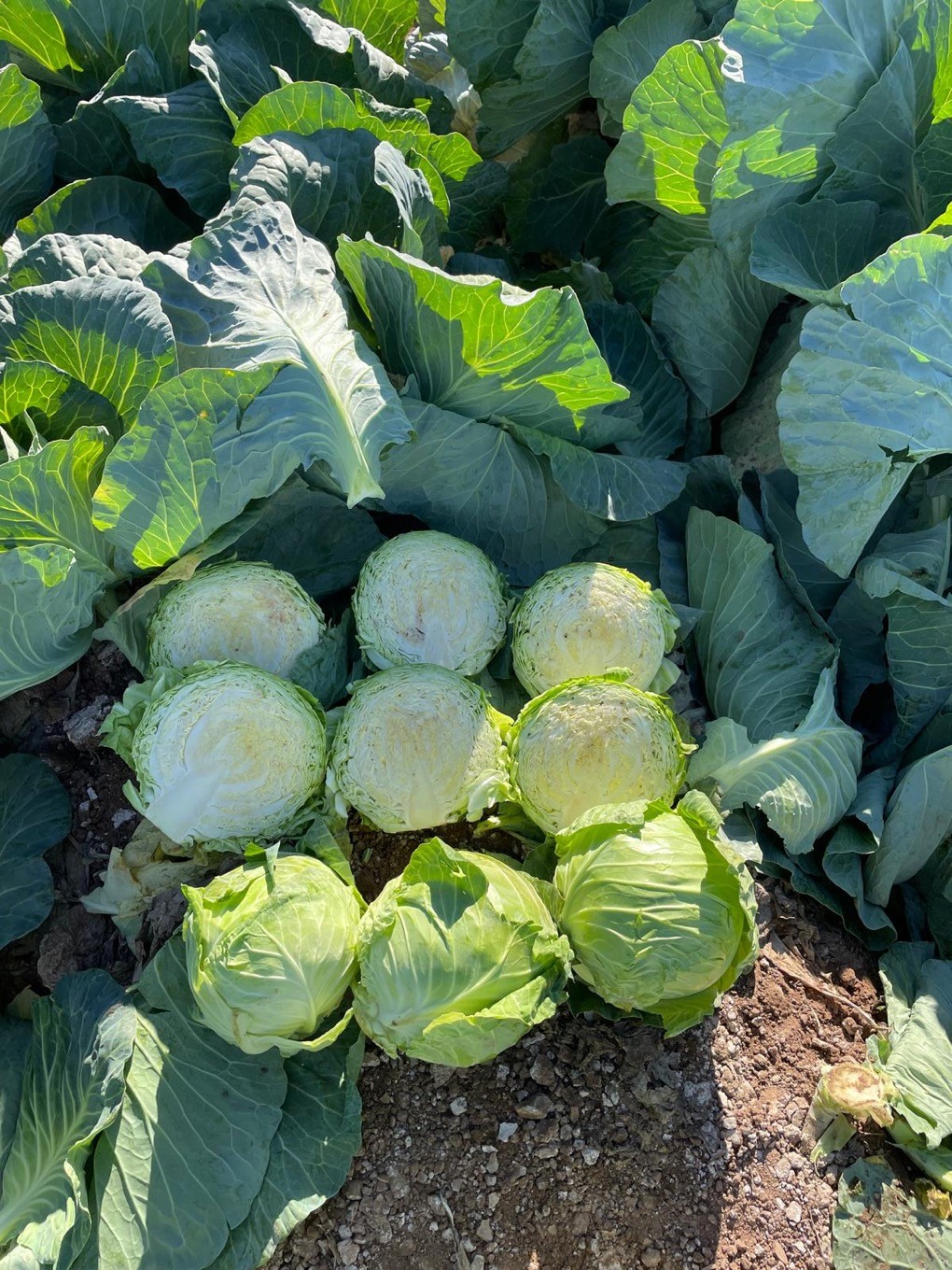 The Cabbage Market Trends on the West Coast: Insights for Growers - USA