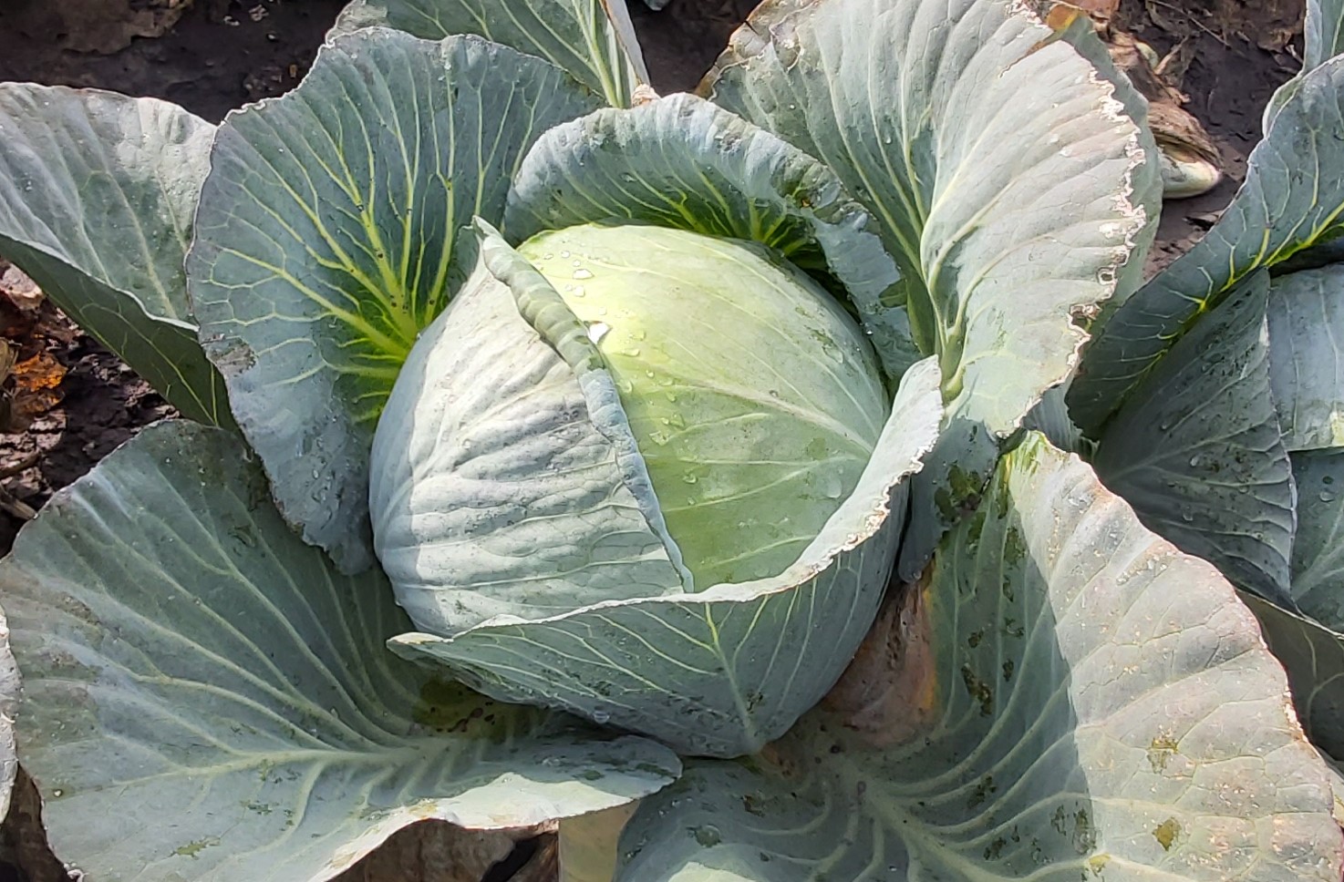 New Trends in Cabbage Cultivation on the East Coast, USA - USA