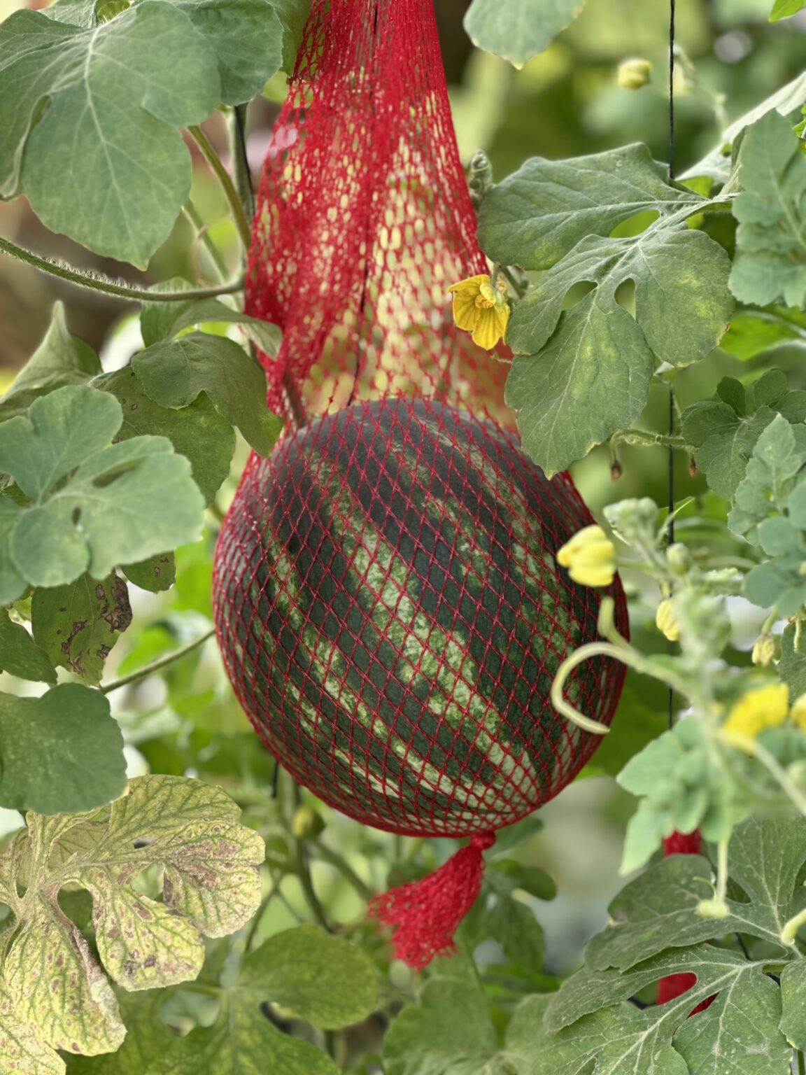Where Passion Meets Innovation: Shaping the Future of Watermelon - USA